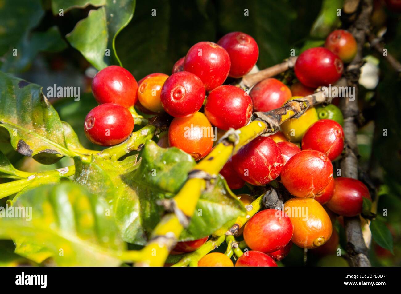 coffee beans at a tree Stock Photo - Alamy