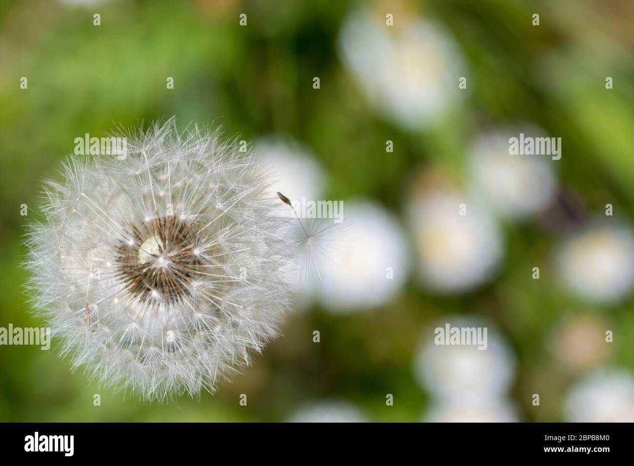Taraxacum officinale seed hi-res stock photography and images - Alamy