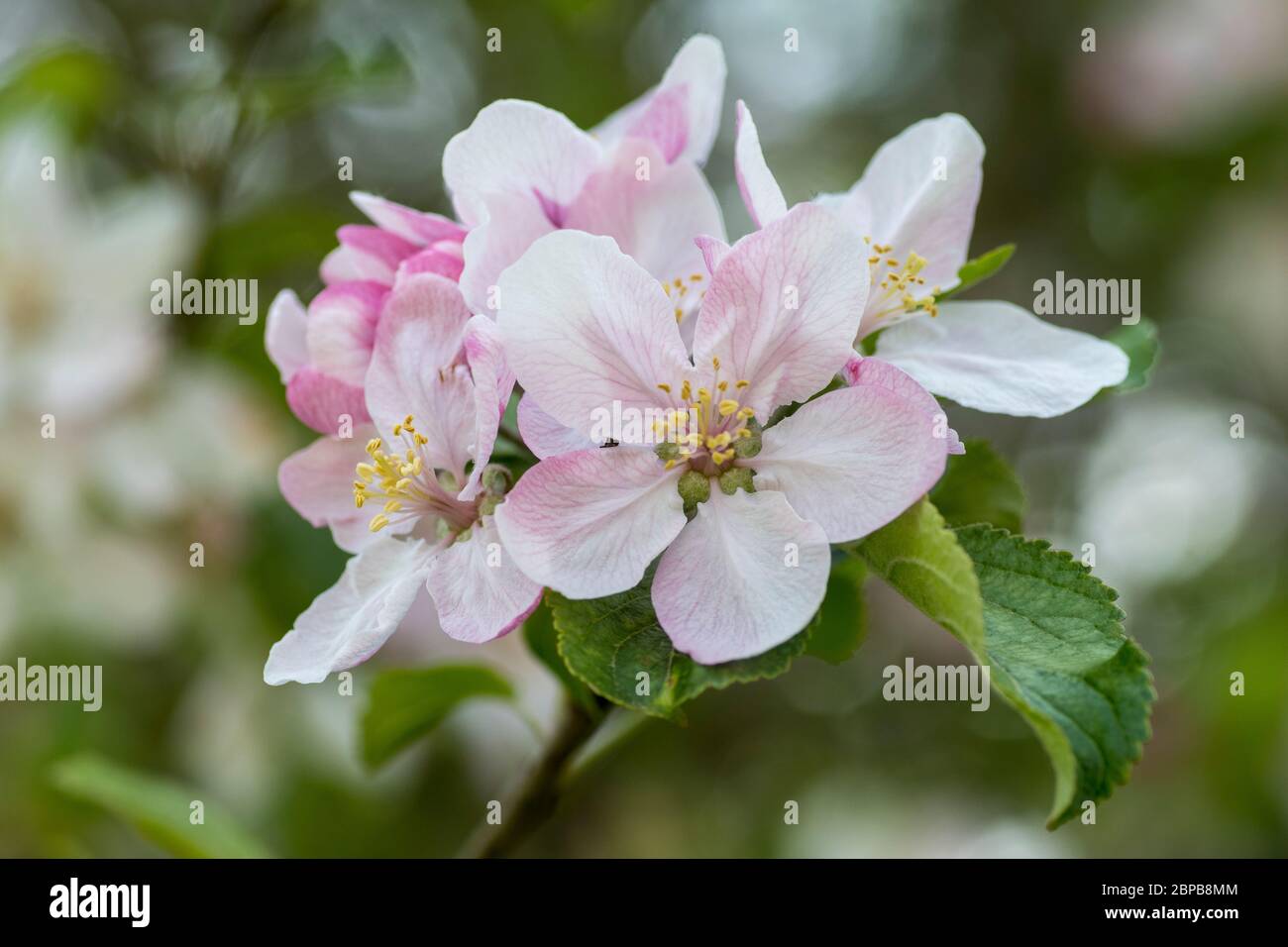 Apple Blossom (malus spp Stock Photo - Alamy