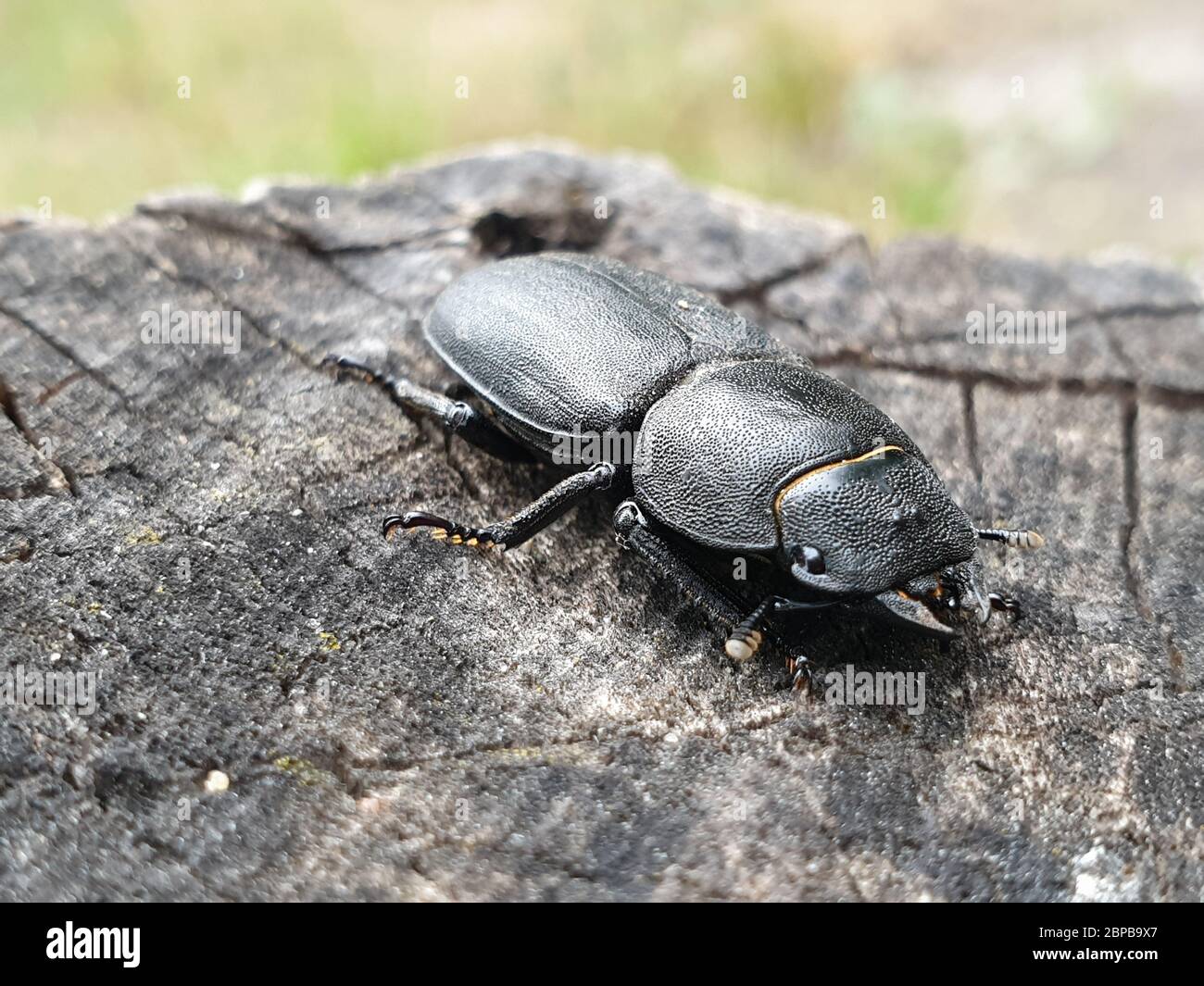 Insects fauna hi-res stock photography and images - Alamy