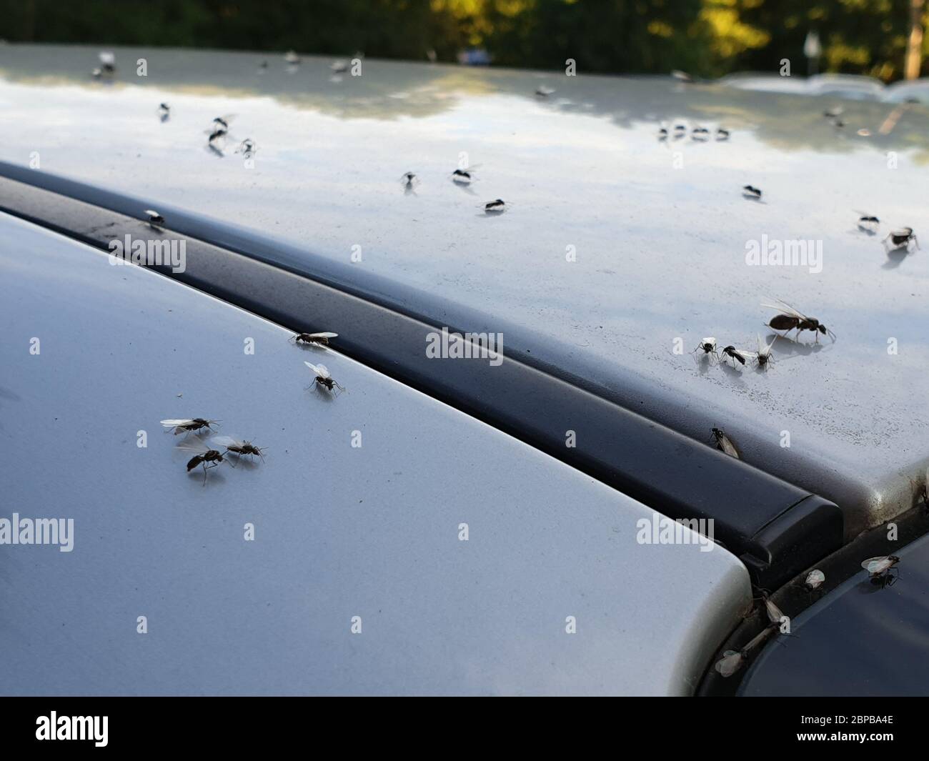 Ants wings hi-res stock photography and images - Alamy