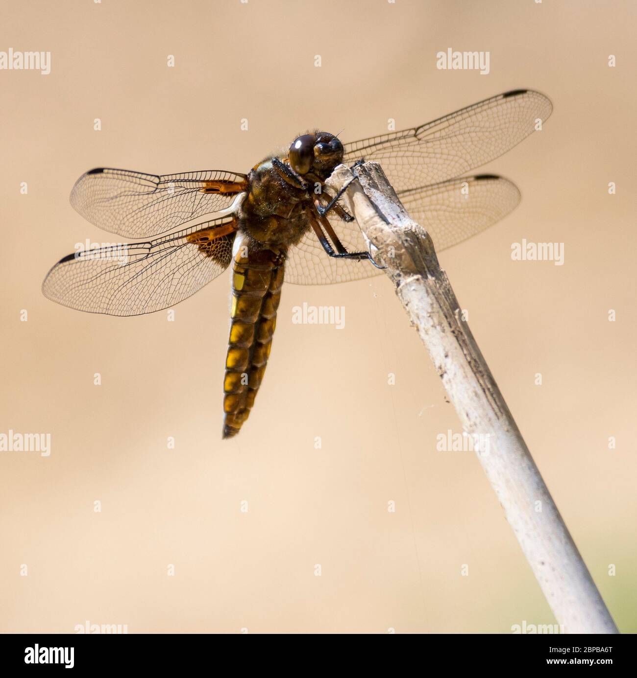Male Broad-bodied chaser (Libellula Depressa) dragonfly Stock Photo - Alamy