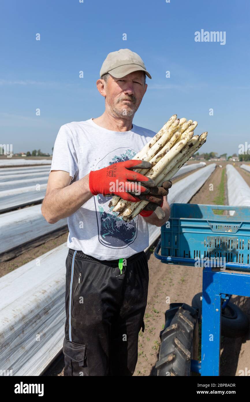 White asparagus growing hi-res stock photography and images - Alamy