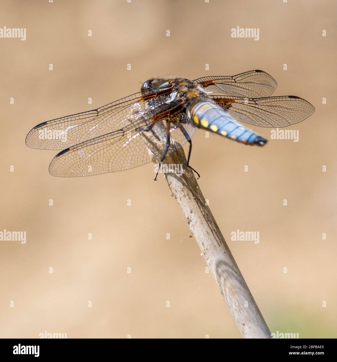 Male Broad-bodied chaser (Libellula Depressa) dragonfly Stock Photo - Alamy