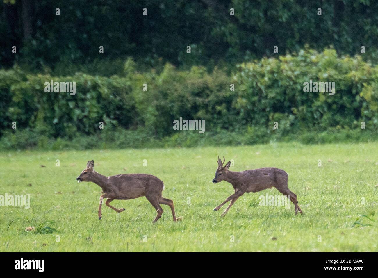 Roe deer (Capreolus capreolus) buck chasing female doe Stock Photo - Alamy