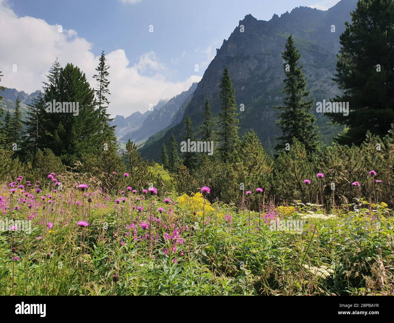 Alpine meadow of flowers hi-res stock photography and images - Alamy