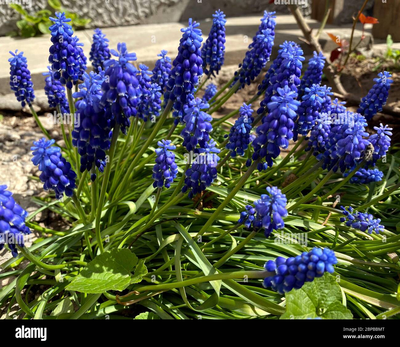 Beautiful spring landscape with blue Muscari flowers. Muscari ...