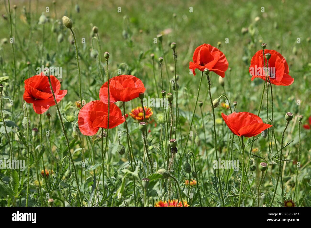 Close up red poppy flowers in green field, low angle side view Stock ...