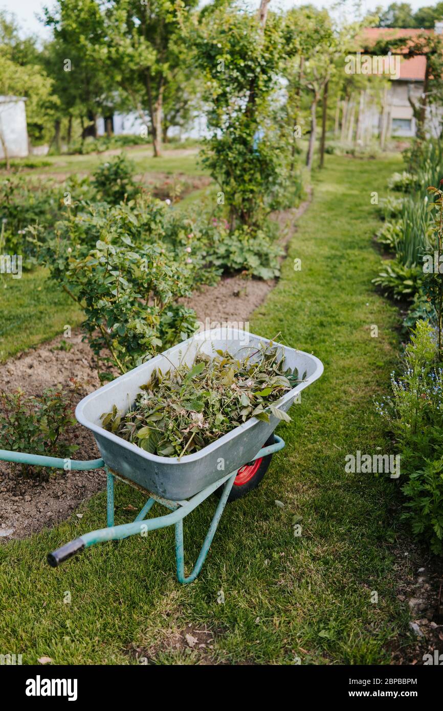 Wheelbarrow full with vegetation hi-res stock photography and images ...