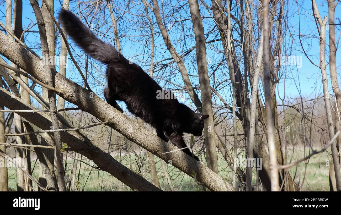 Beautiful black cat walks on a tree in the forest Stock Photo - Alamy