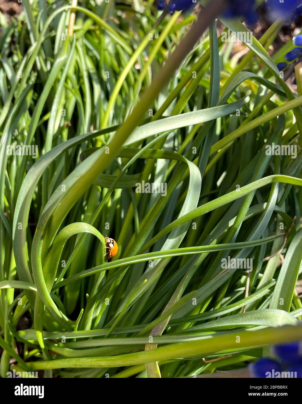 Beautiful spring landscape with blue Muscari flowers. Muscari ...