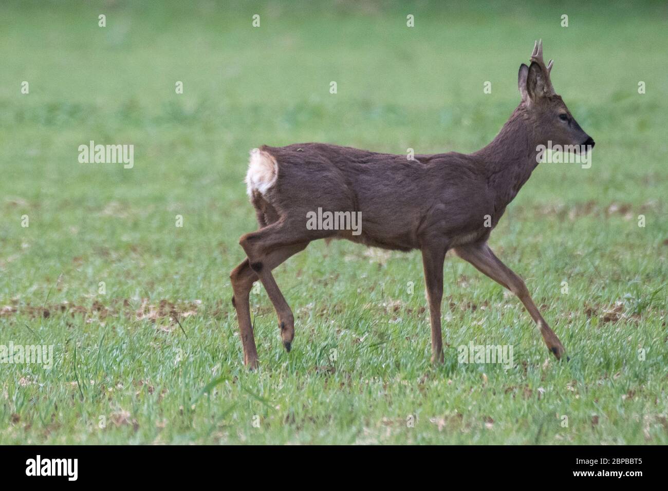 Roe deer chasing hi-res stock photography and images - Alamy