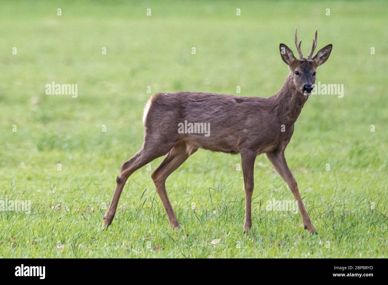 Roe deer (Capreolus capreolus) buck chasing female doe Stock Photo - Alamy