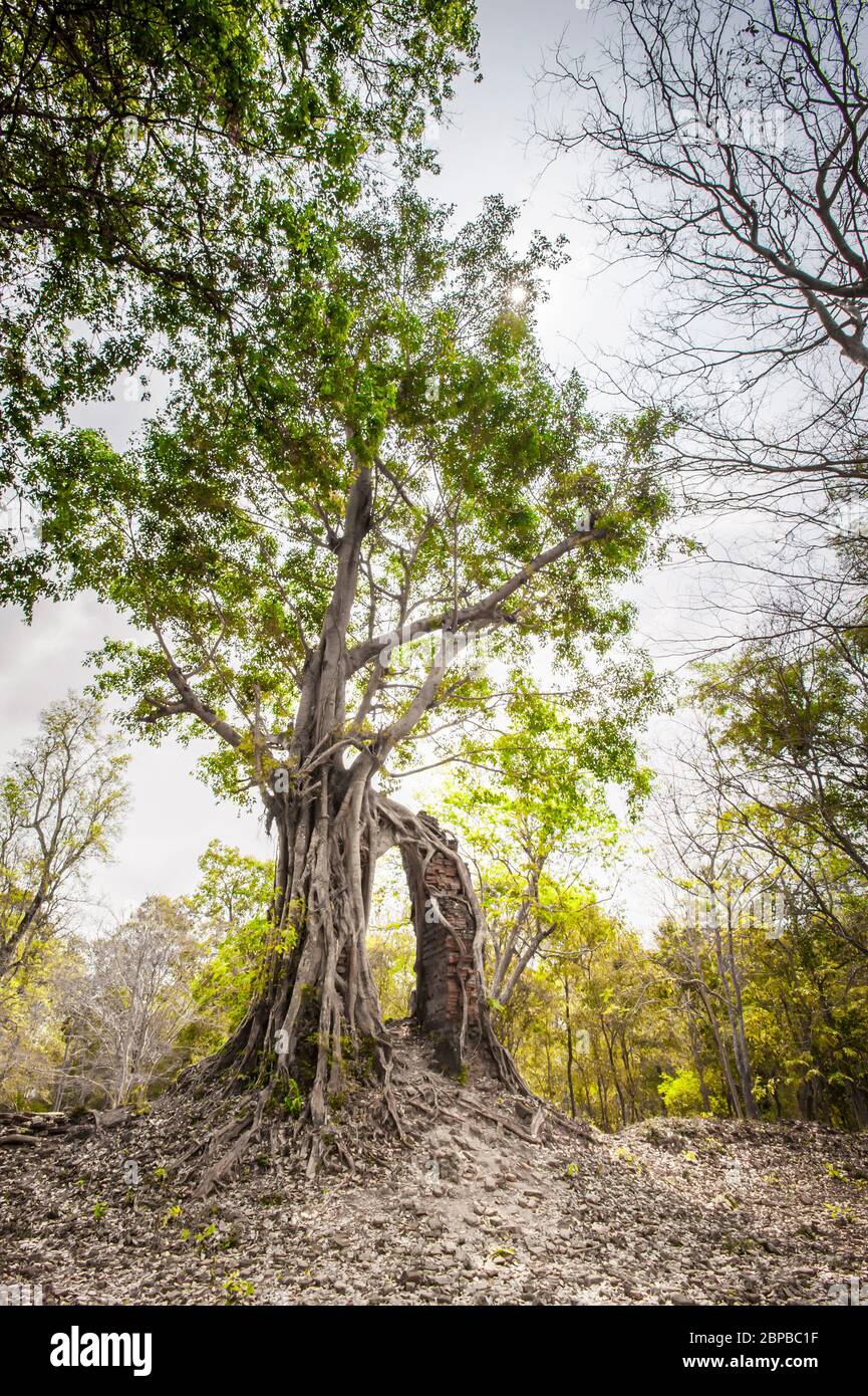 Ancient temple enveloped in giant strangler fig tree roots. Sambor Prei ...