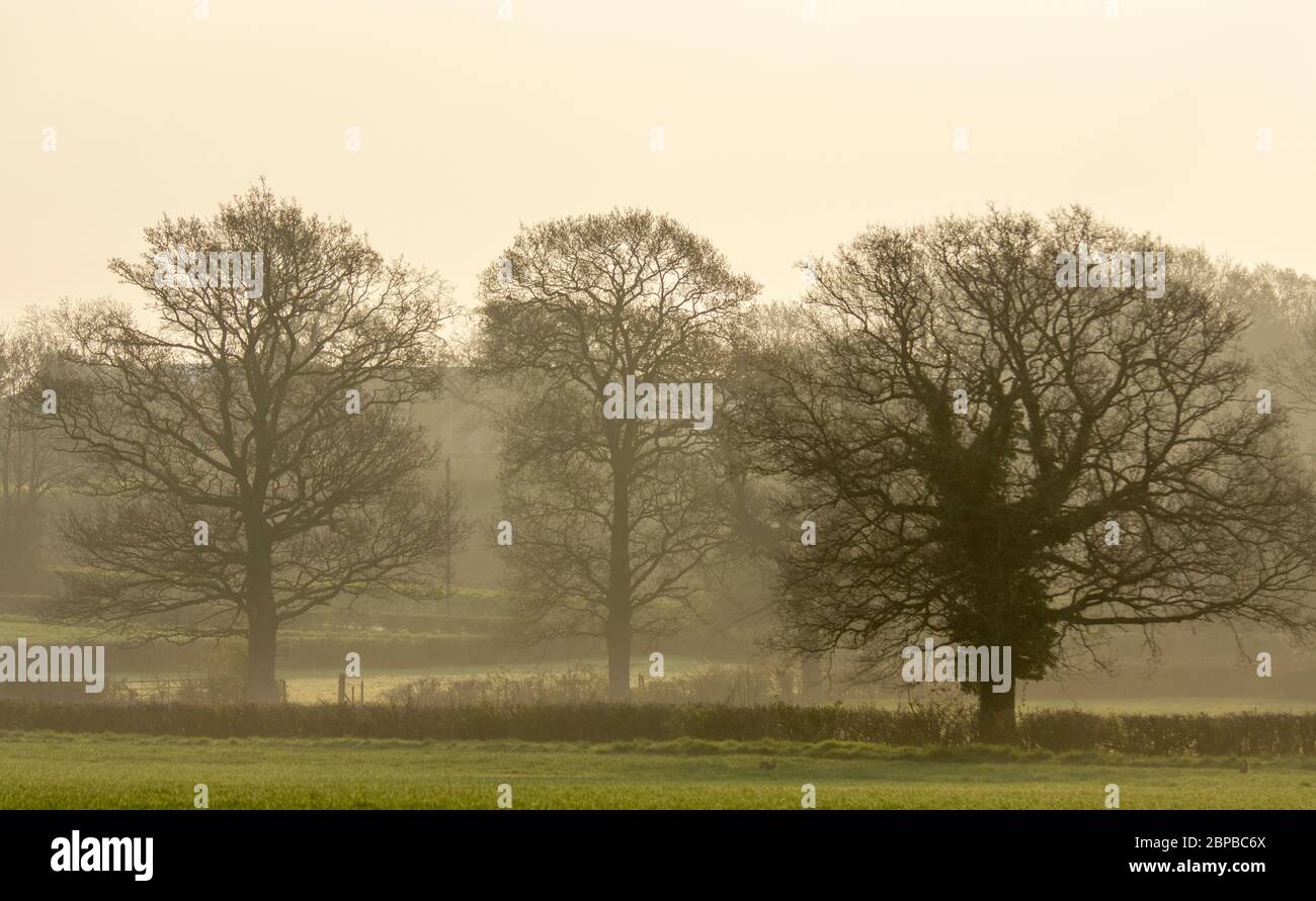 Lit trees hi-res stock photography and images - Alamy
