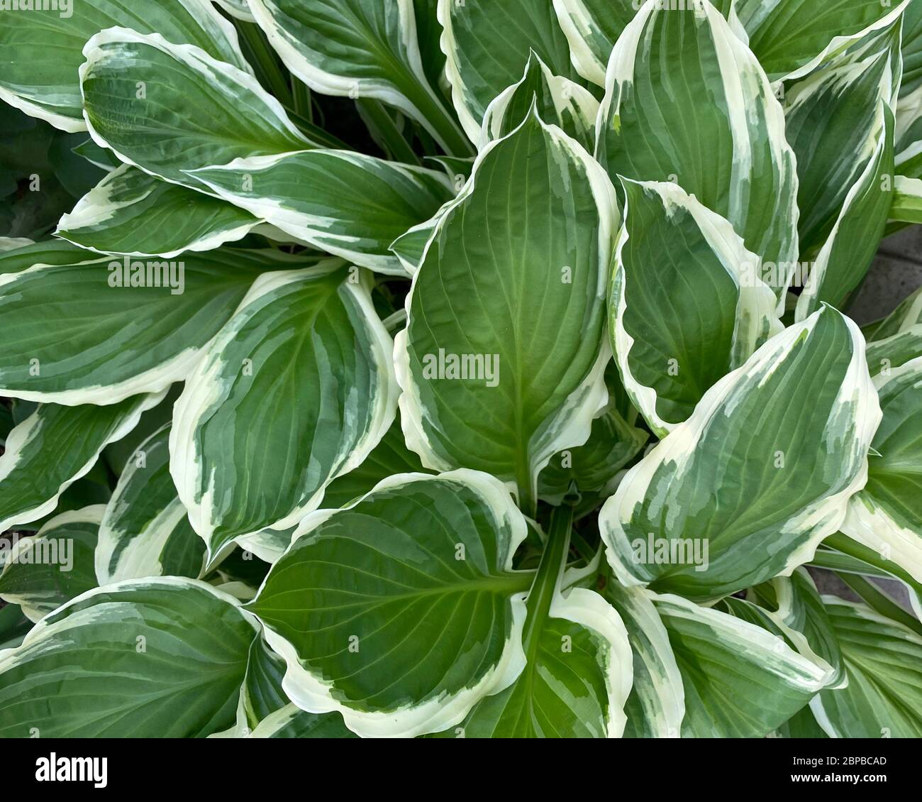 Hosta in the garden. The natural background. Green leaves of ornamental ...