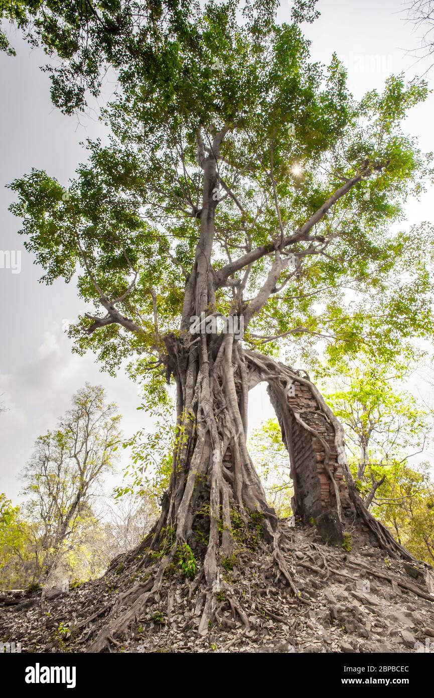 Ancient temple enveloped in giant strangler fig tree roots. Sambor Prei ...
