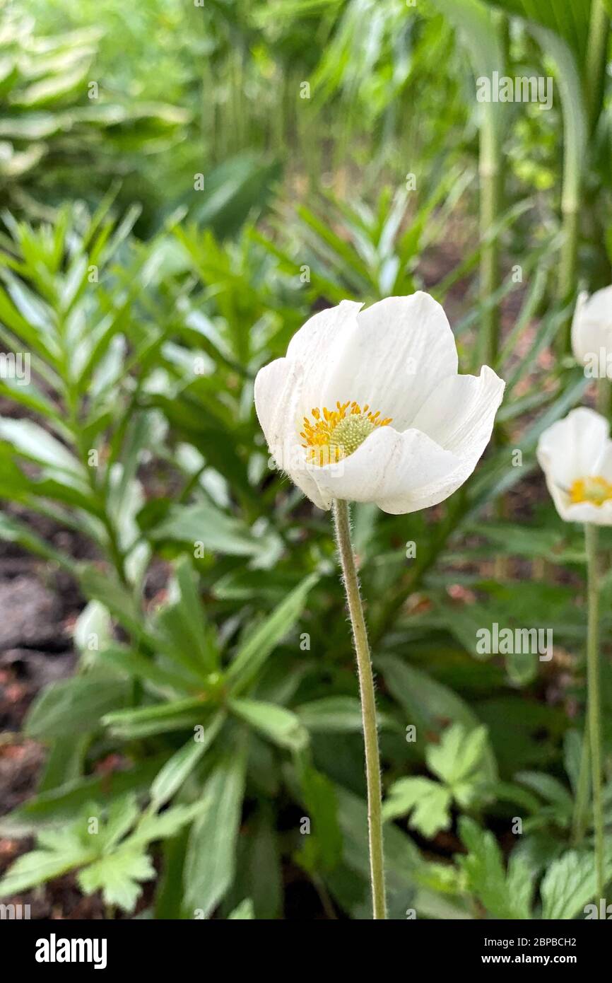 Anenome flower hi-res stock photography and images - Alamy
