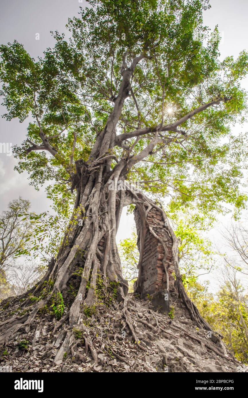 Ancient temple enveloped in giant strangler fig tree roots. Sambor Prei ...