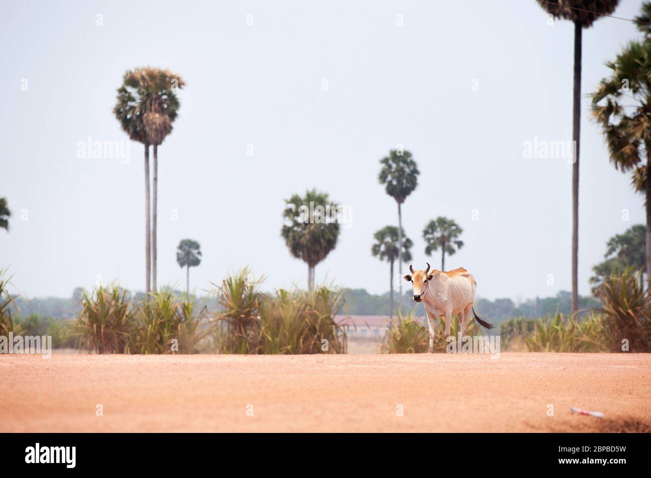 A Cambodian cow in a rural landscape, Kampong Thom Province, Cambodia ...