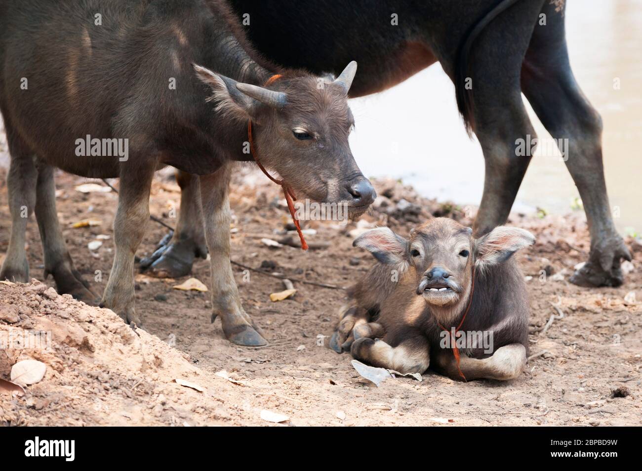Cambodian animals hi-res stock photography and images - Alamy