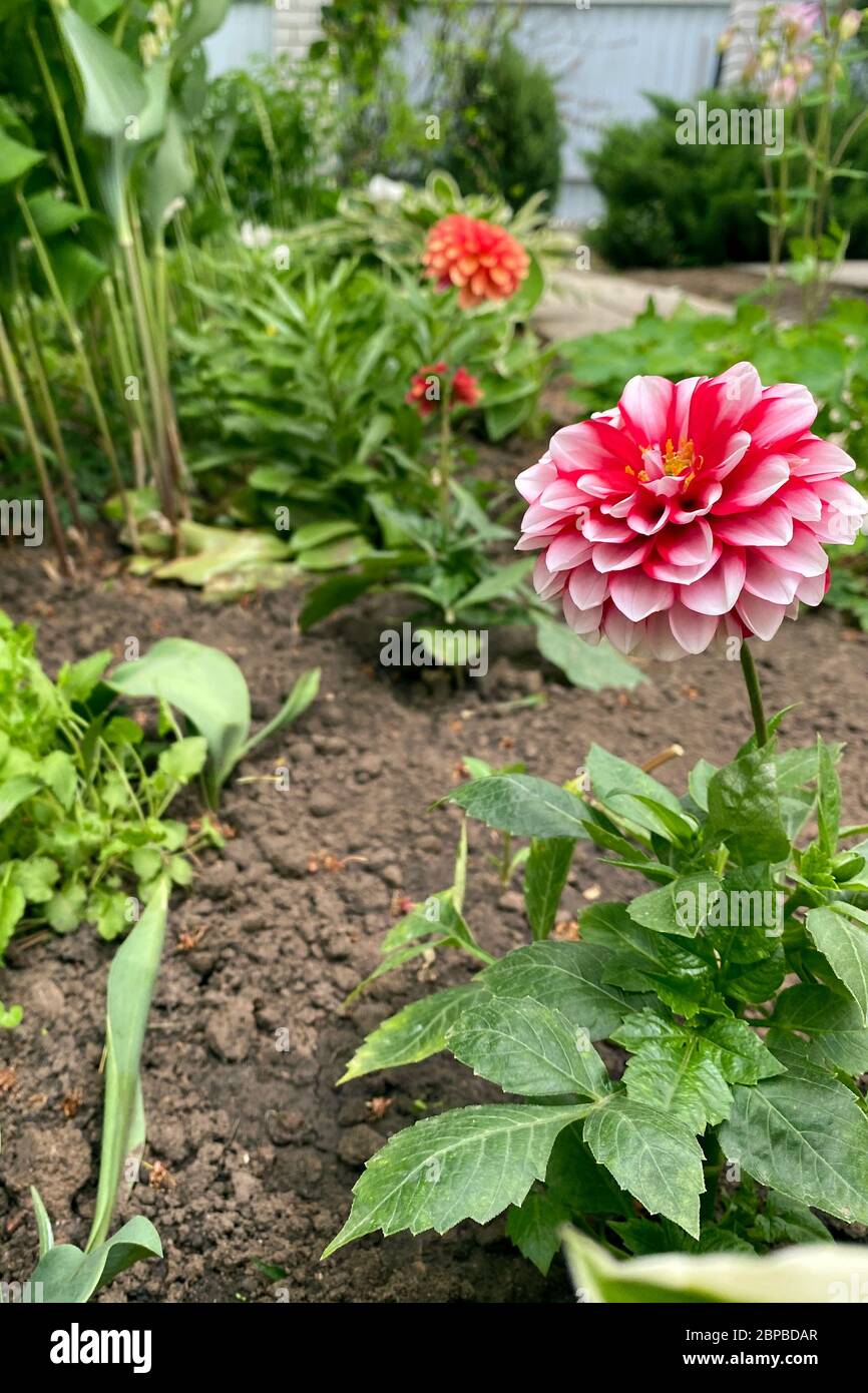 Orange and Rose Dahlia flower called Dahlia Sylvia, grown in a garden ...