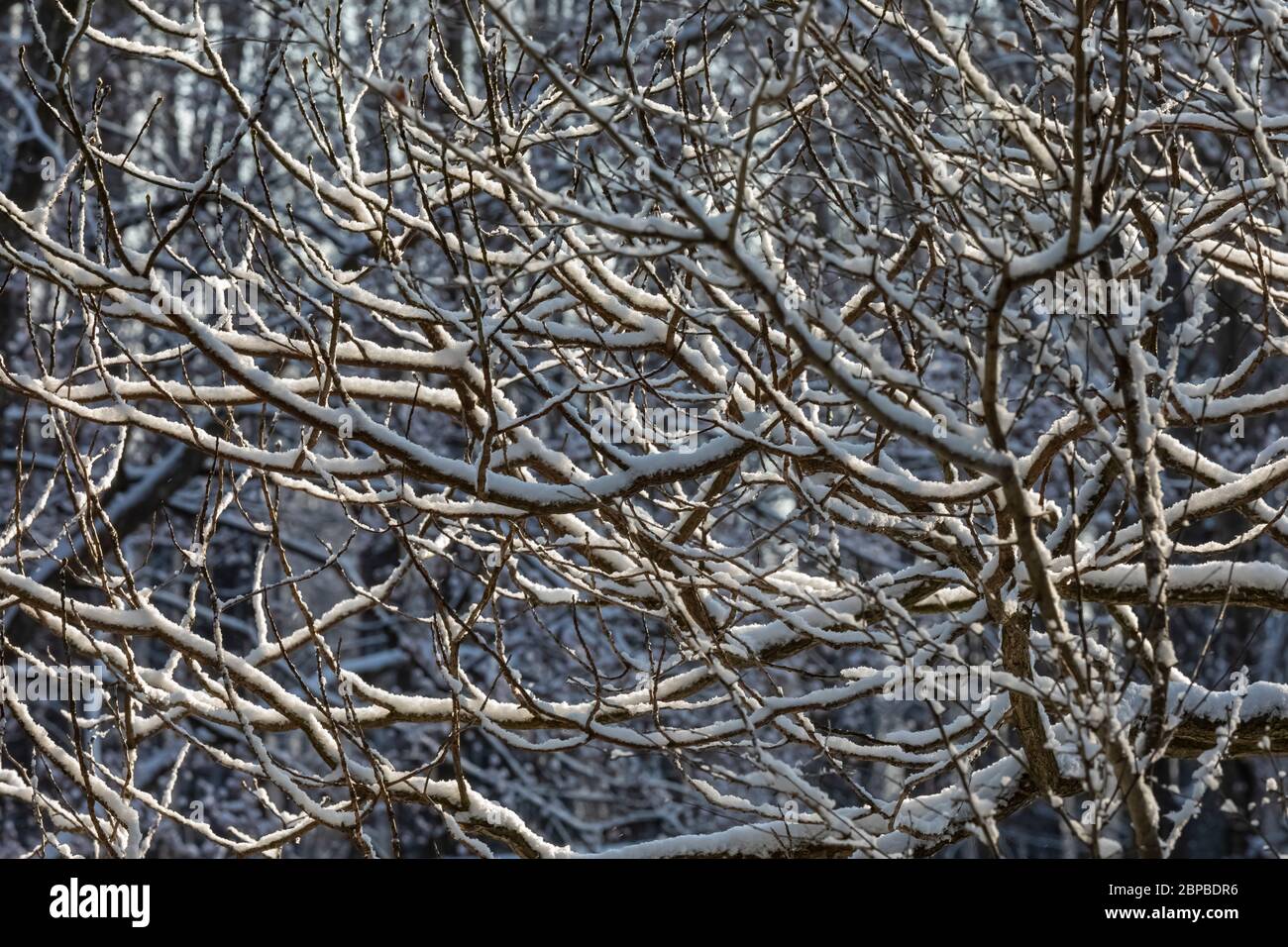Spring snow storm aftermath hi-res stock photography and images - Alamy