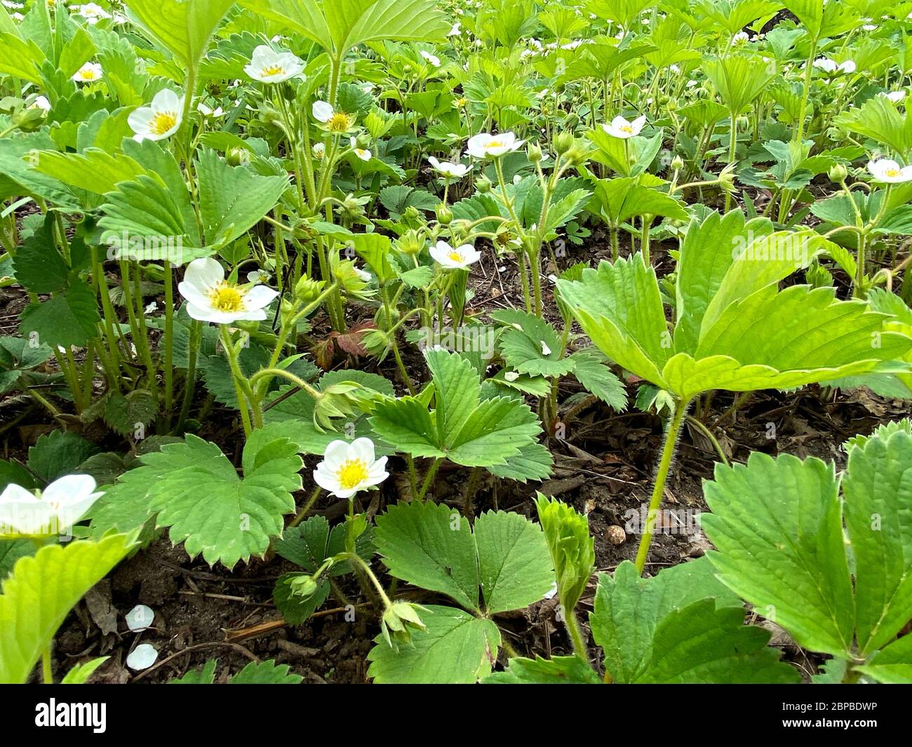 Strawberry sprouts. Flowering strawberry bushes in the garden. The ...