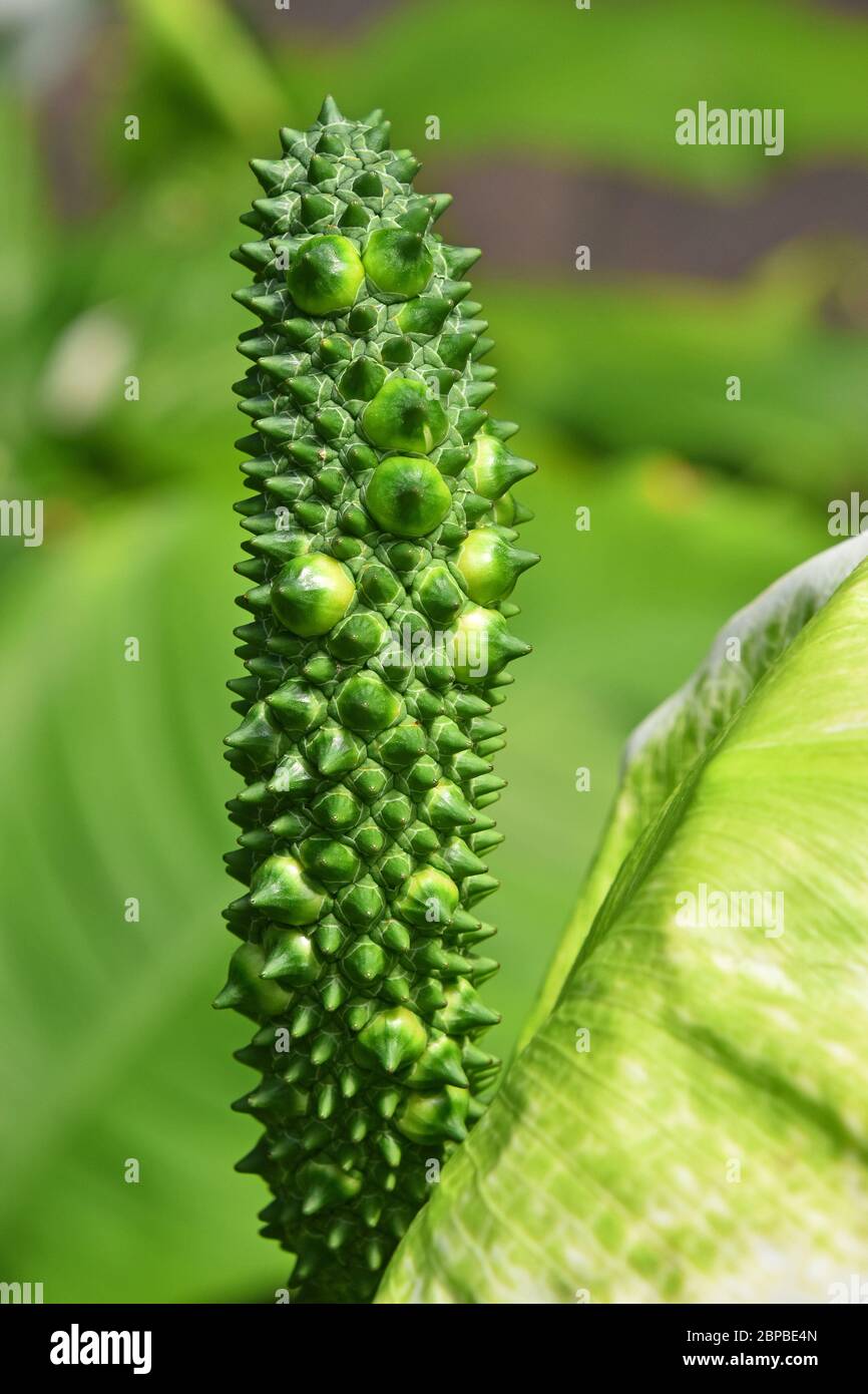 Green spathe hi-res stock photography and images - Alamy