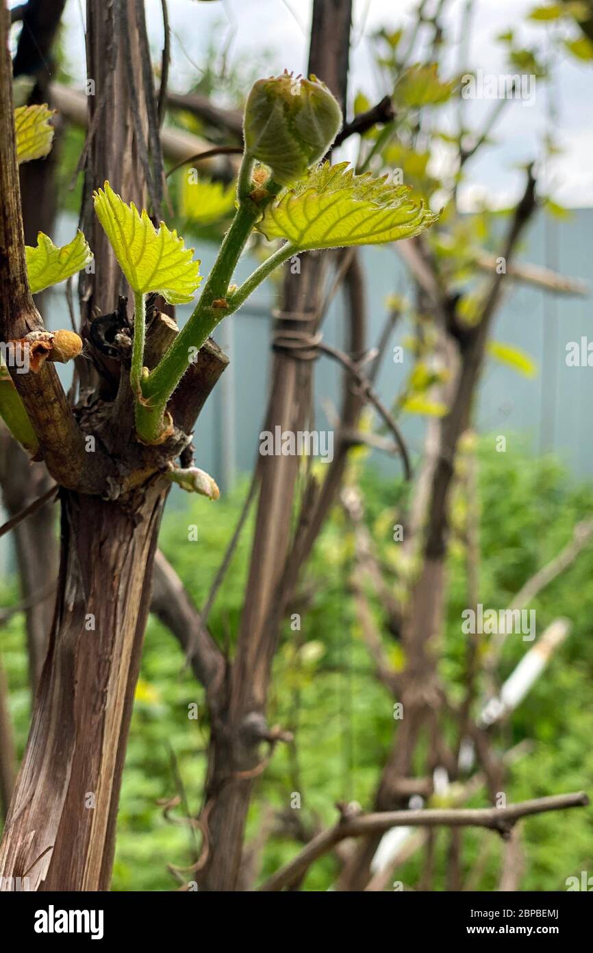 Grape sprouts. Young inflorescence of grapes on the vine close-up ...