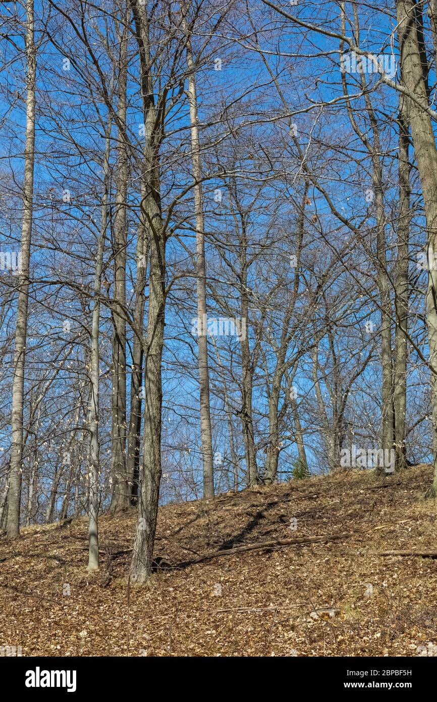 Mixed canadian forest hi-res stock photography and images - Alamy