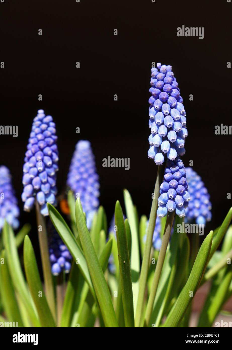 Close up blue Muscari bluebell flowers or grape hyacinth over black ...