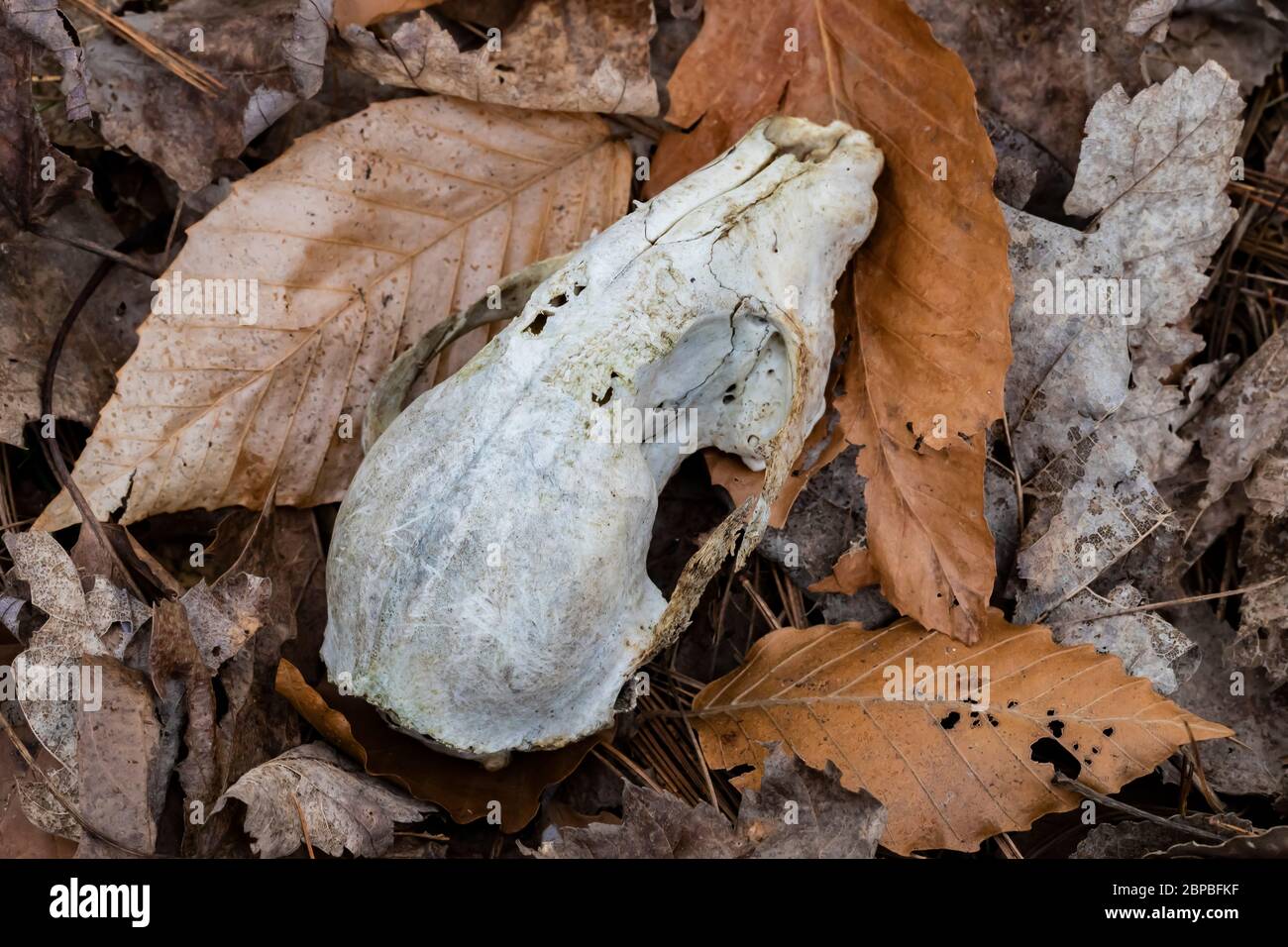 Skull and leaves hi-res stock photography and images - Alamy