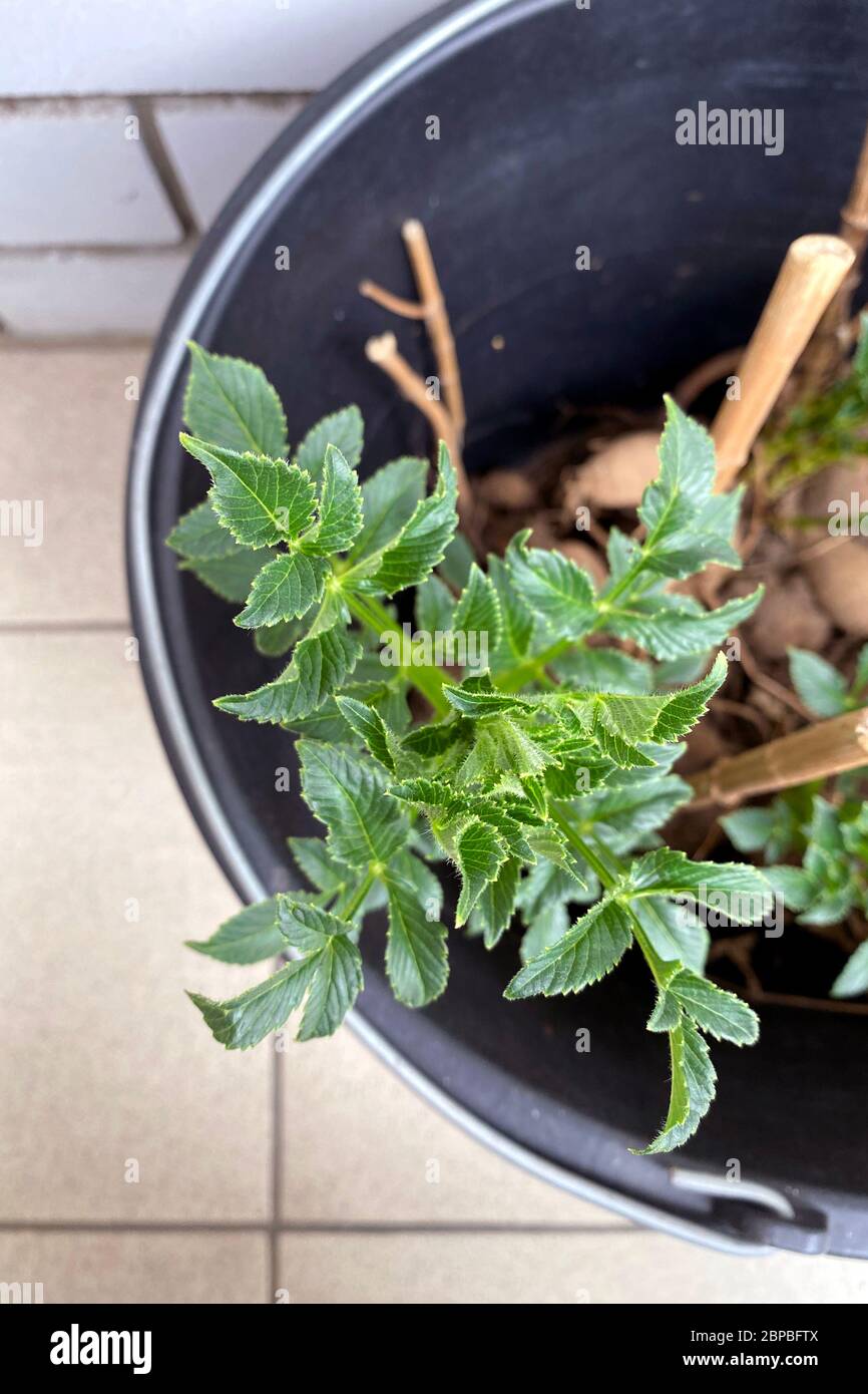 Dahlia tubers sprouting hi-res stock photography and images - Alamy