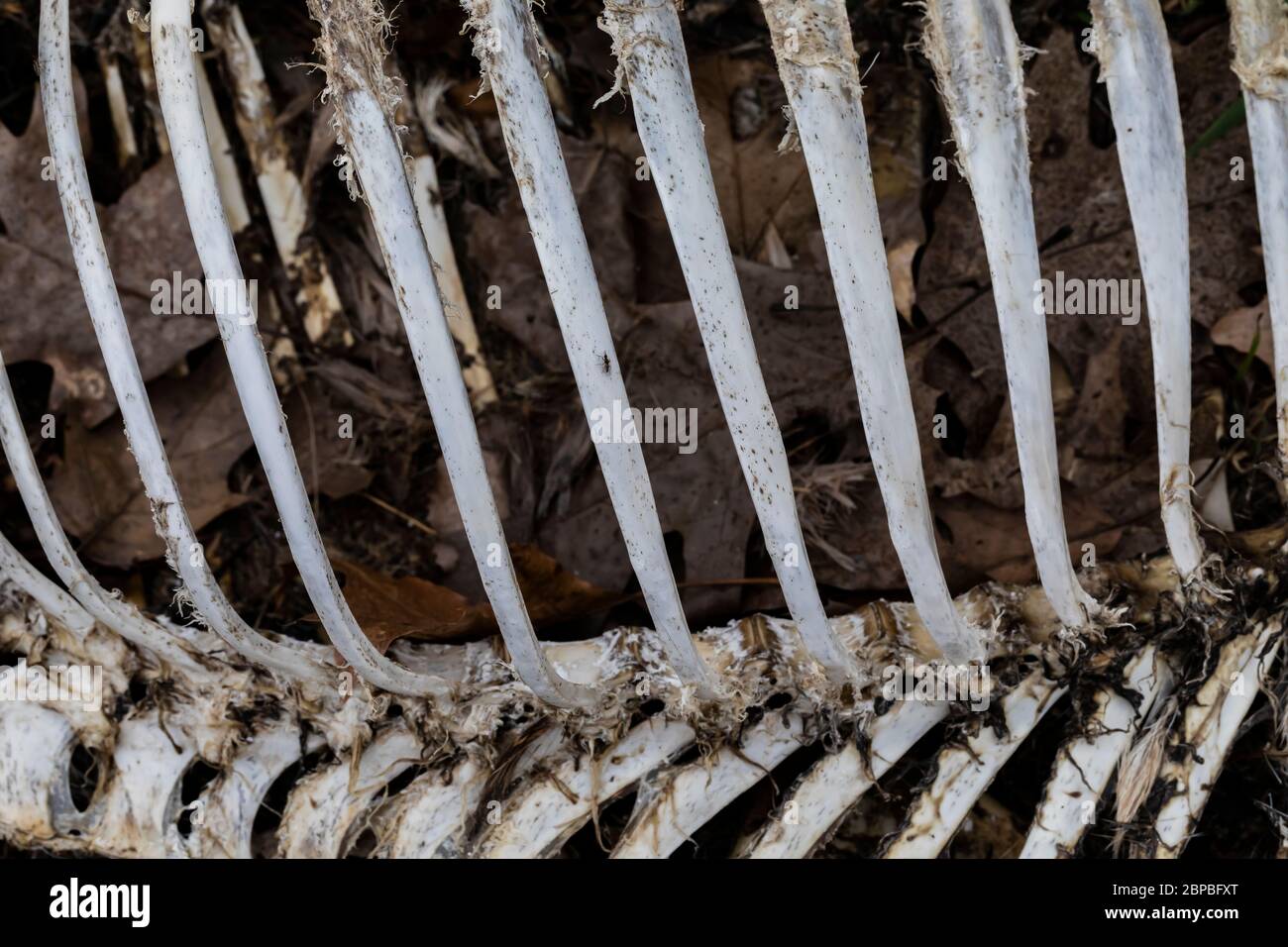 Rib cage hi-res stock photography and images - Alamy
