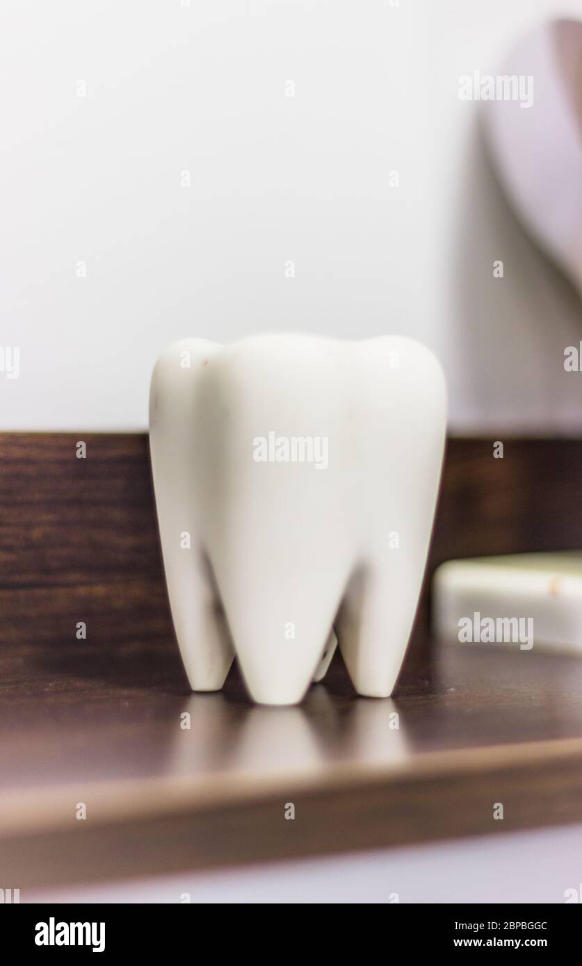 Tooth real model - Dental Clinic Stock Photo - Alamy