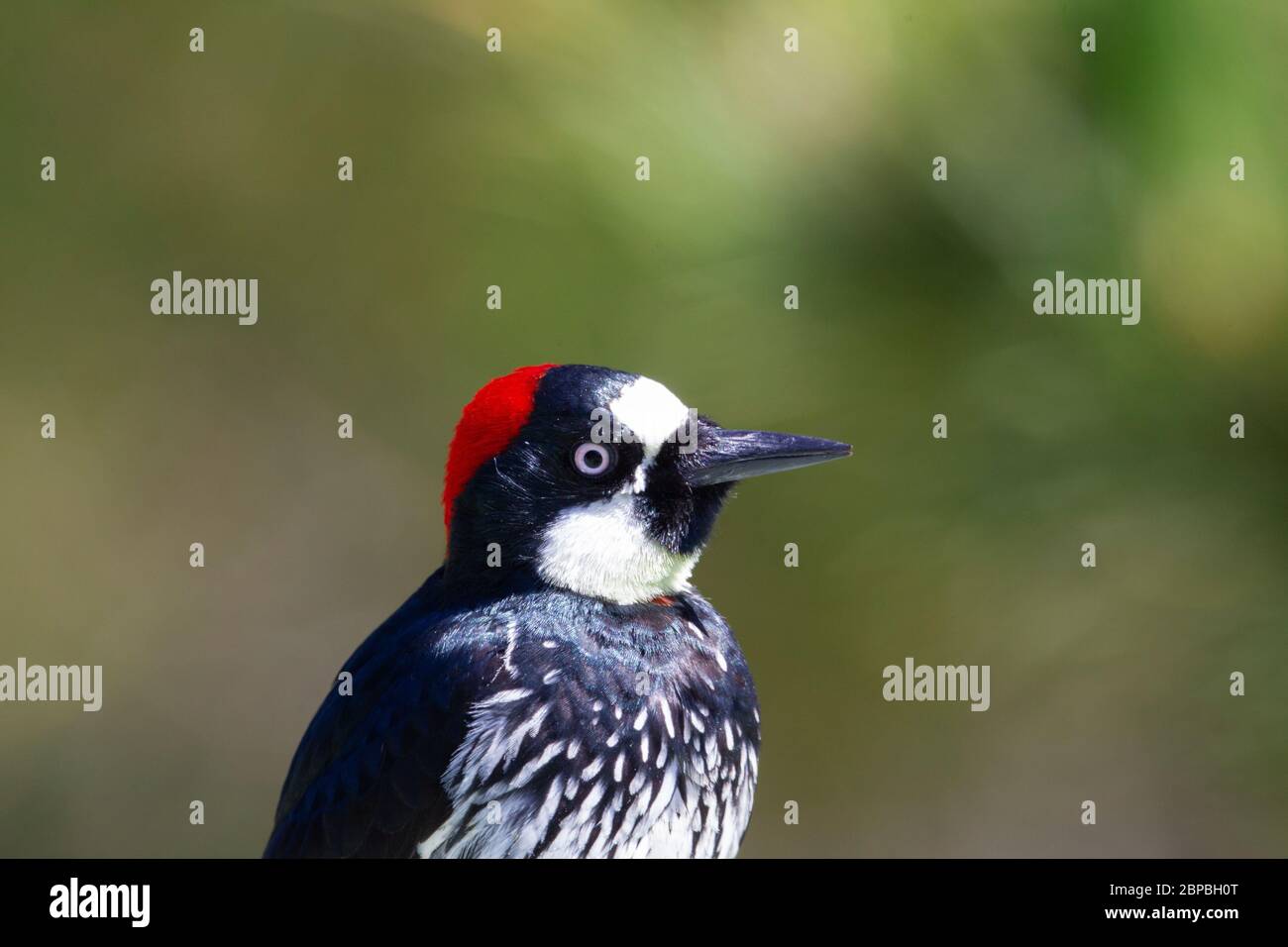 Acorn Woodpecker Female Closeup Stock Photo - Alamy