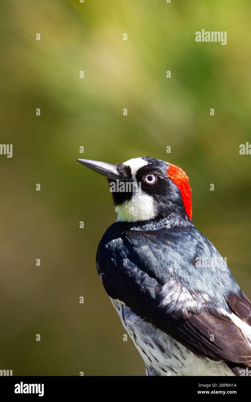 Female acorn woodpecker hi-res stock photography and images - Alamy