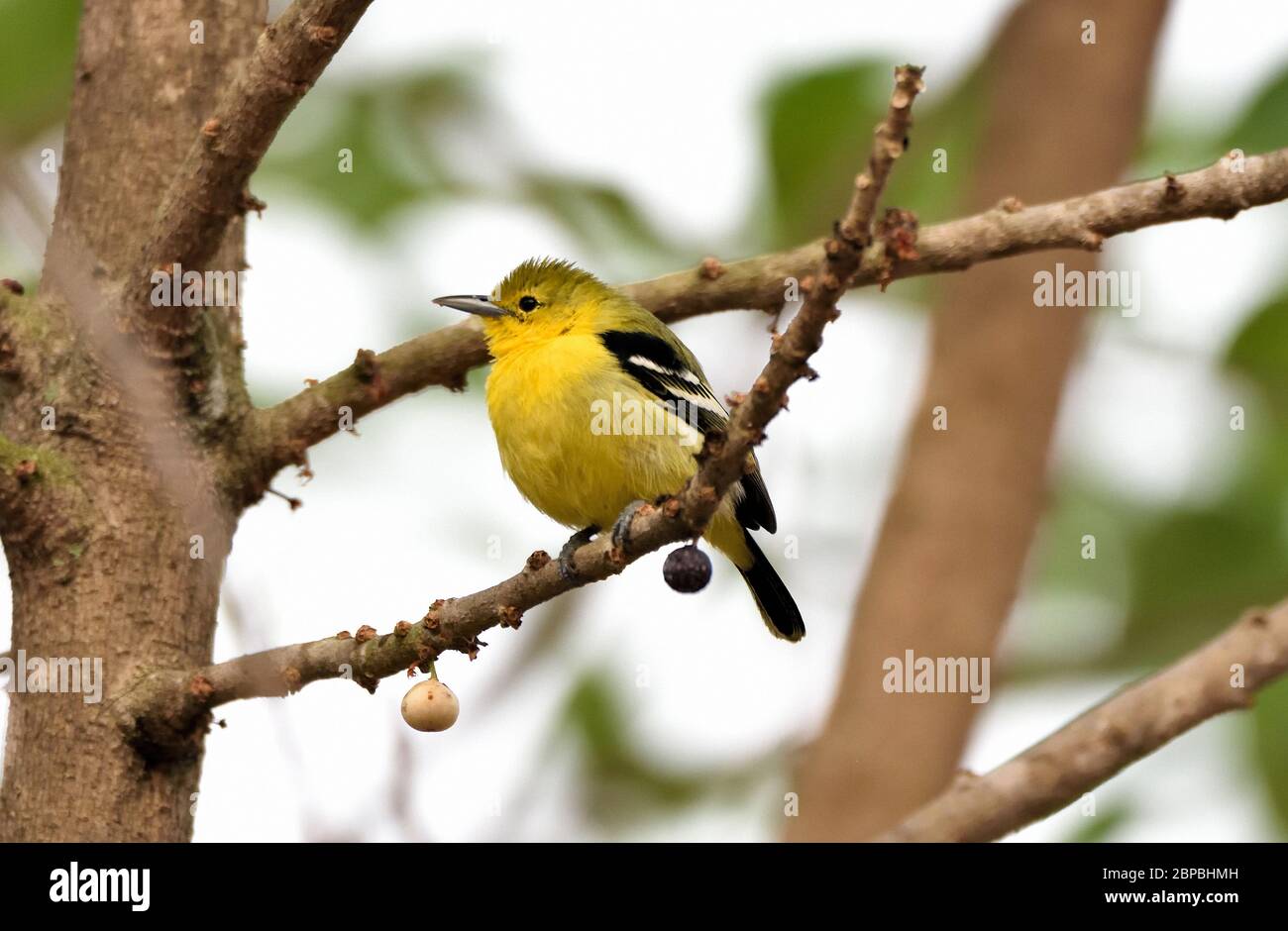 Male common iora hi-res stock photography and images - Alamy
