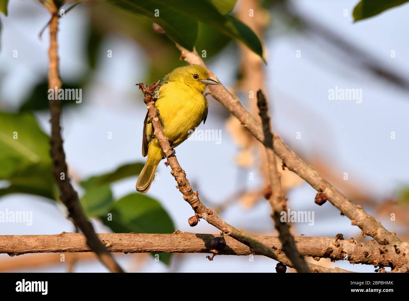 Common birds of thailand hi-res stock photography and images - Alamy