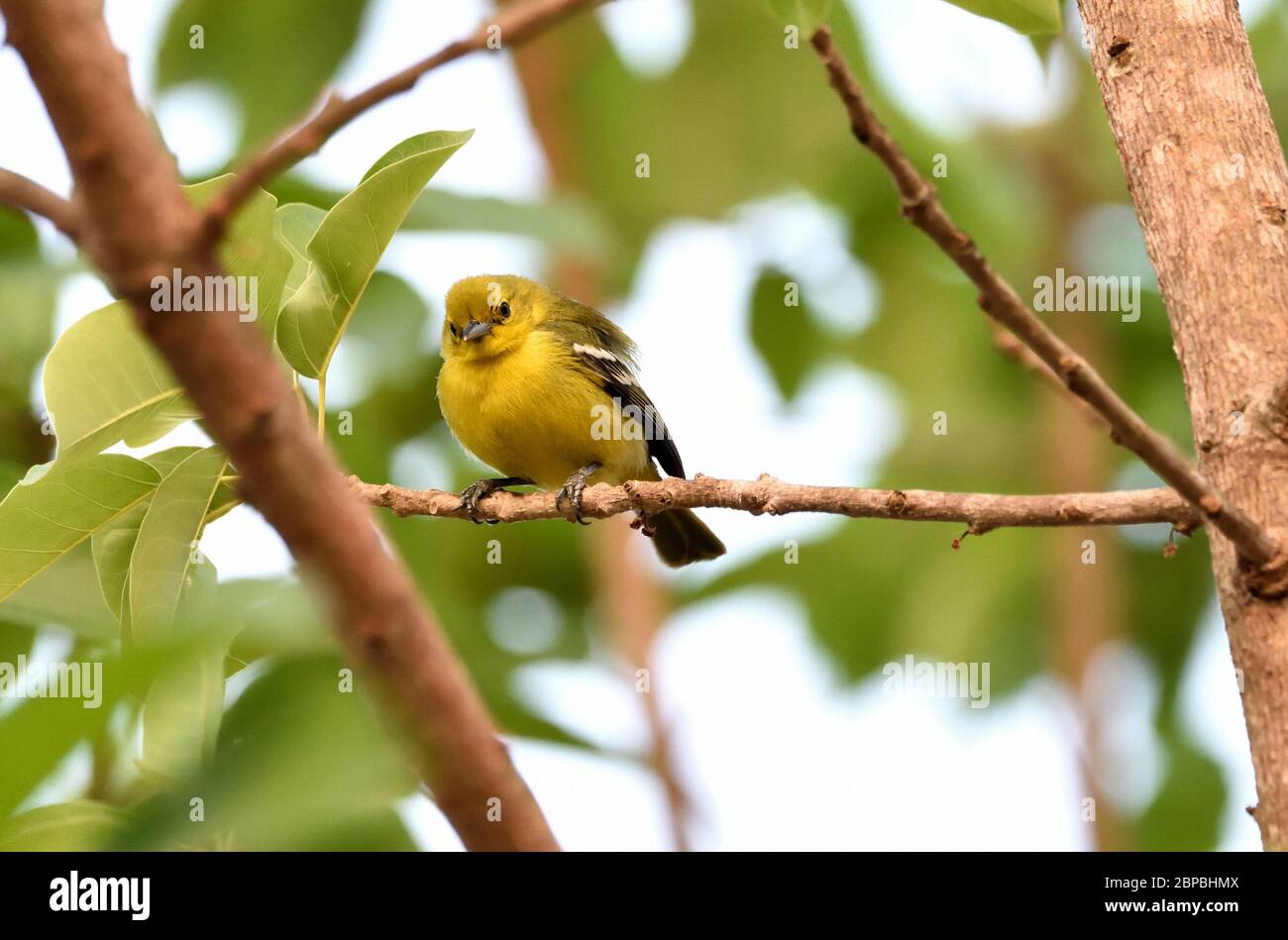 Male common iora hi-res stock photography and images - Alamy