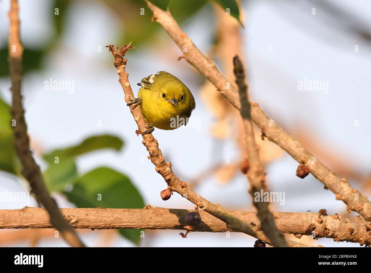 Common birds of thailand hi-res stock photography and images - Alamy