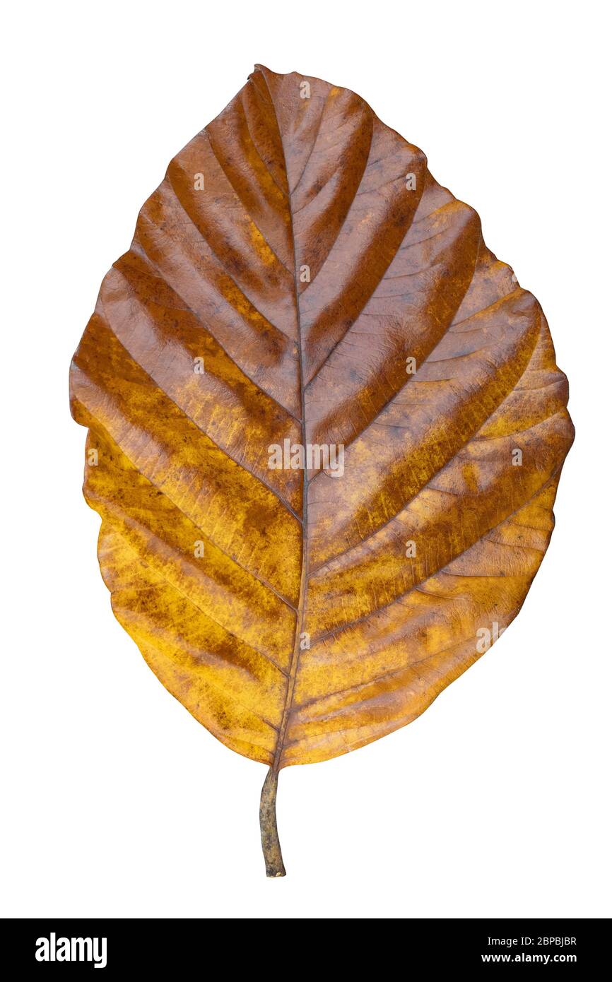 Big yellow leaf of a tree on a white background Stock Photo - Alamy