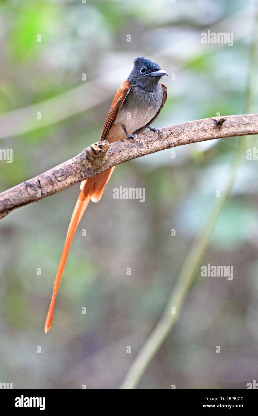 Asian flycatcher bird hi-res stock photography and images - Alamy
