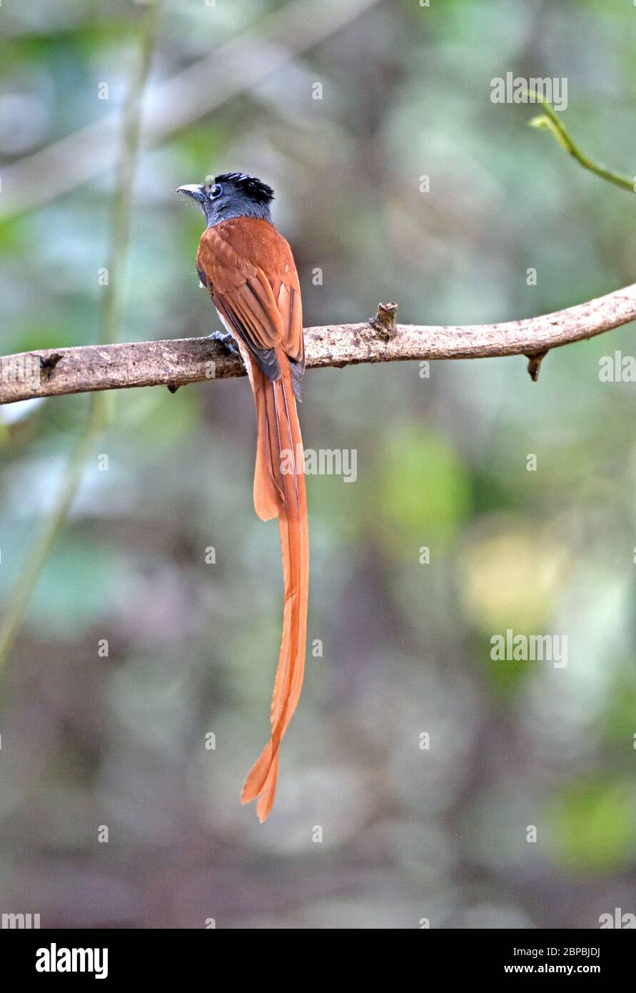 Asian flycatcher bird hi-res stock photography and images - Alamy