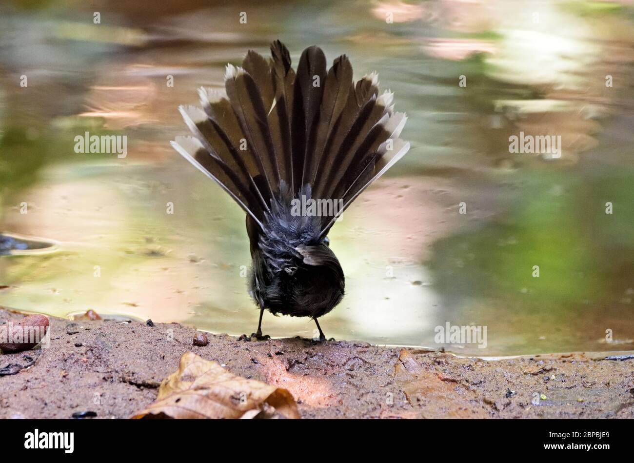 Rear view of a White-throated Fantail (Rhipidura albicollis) with its ...