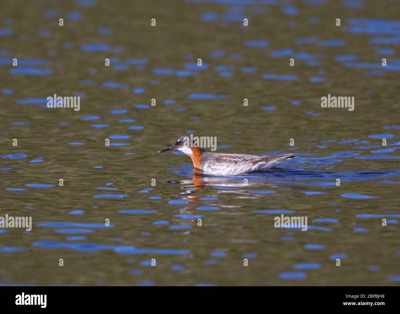 Red necked phalarope female breeding plumage Stock Photo - Alamy