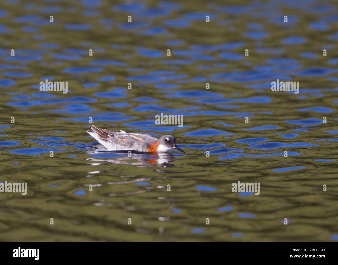 Red necked phalarope female breeding plumage Stock Photo - Alamy