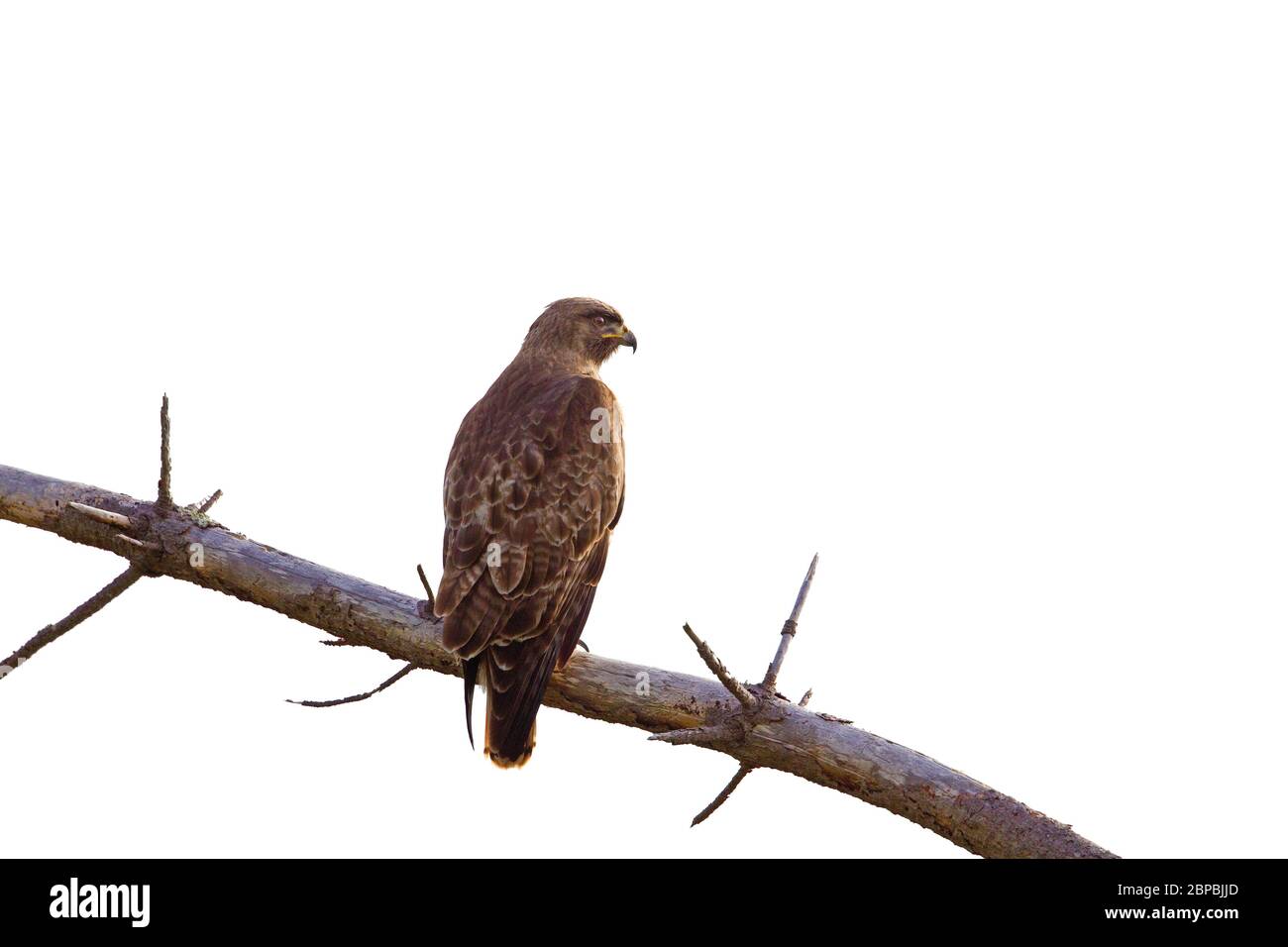 Red tailed Hawk Hi Key Stock Photo - Alamy
