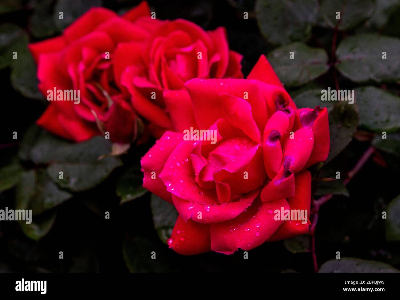 Red red rose Stock Photo - Alamy